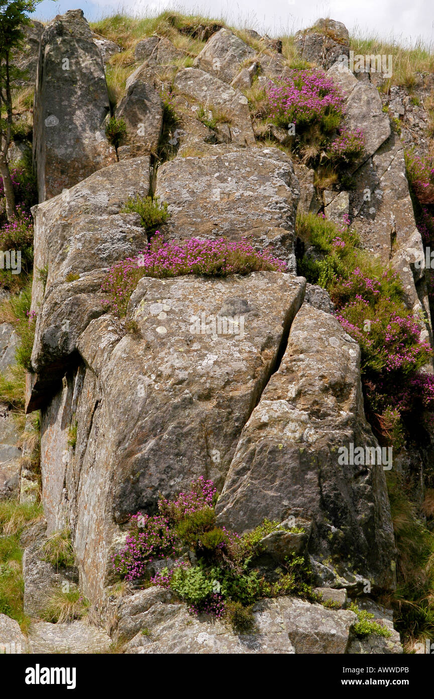 Heather growing on rocky outcrop Stock Photo - Alamy