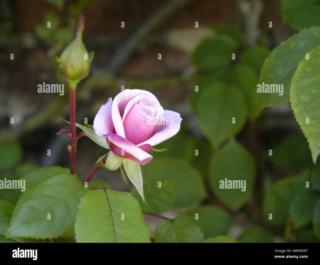 Bud bud embryo hi-res stock photography and images - Alamy