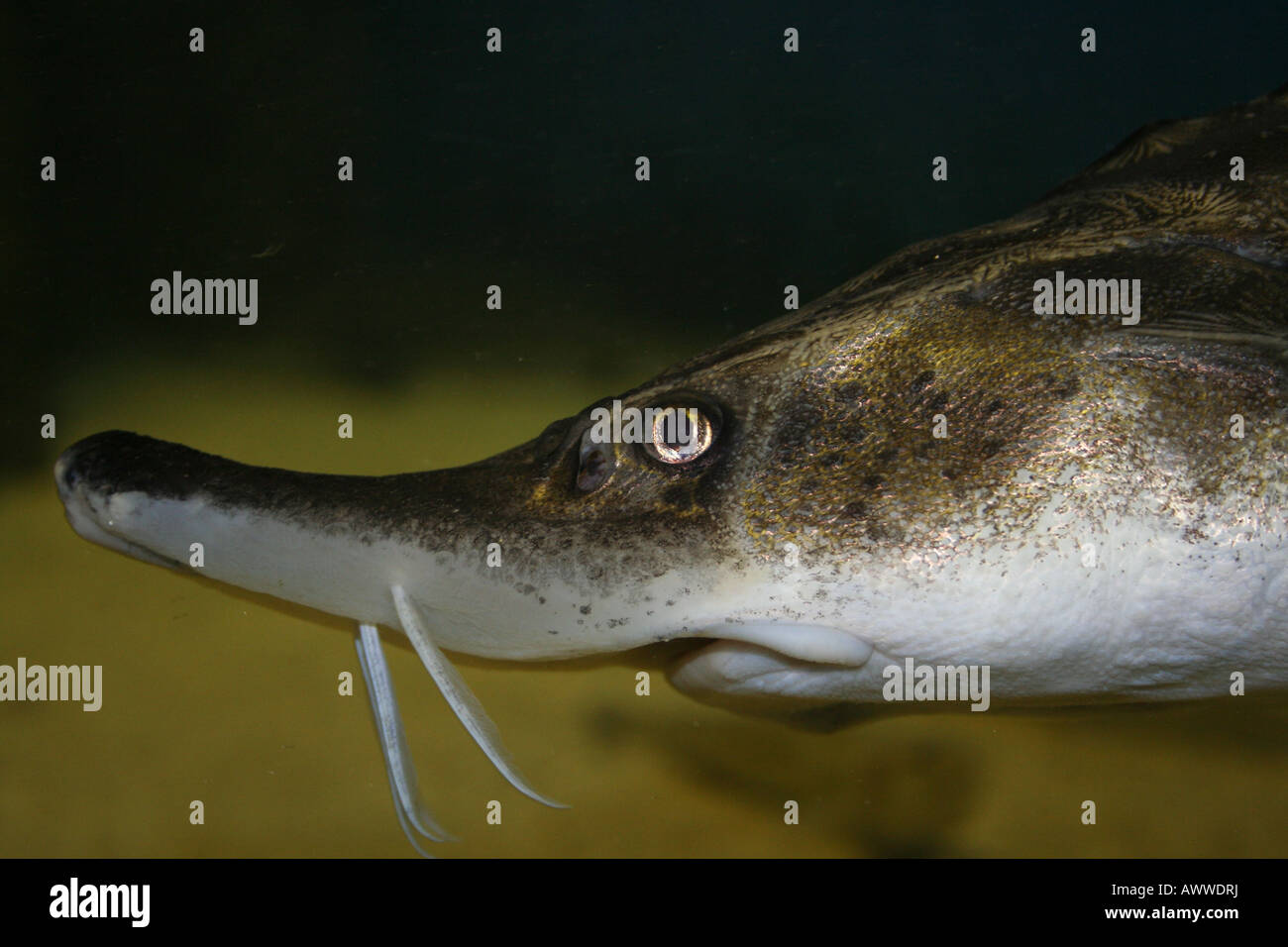 Blue Sturgeon Fish Stock Photos & Blue Sturgeon Fish Stock Images - Alamy