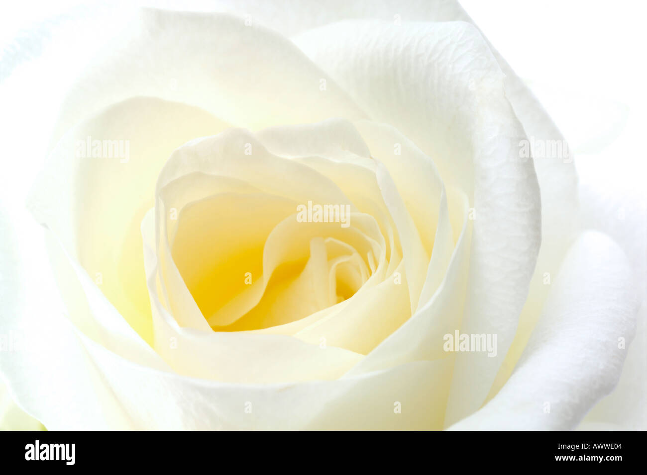 White rose, close-up Stock Photo - Alamy