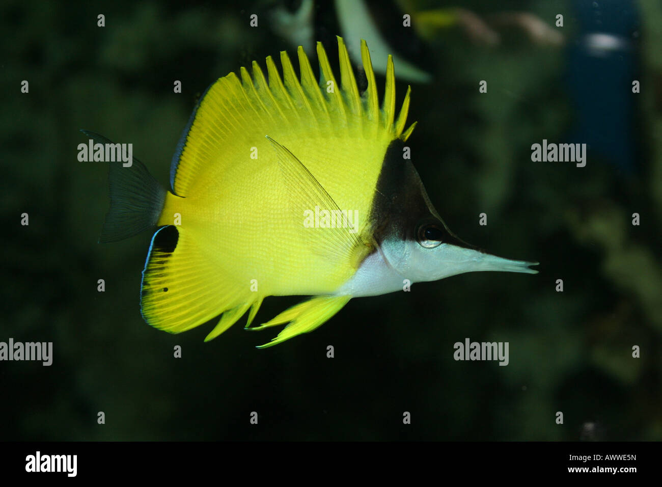 Chaetodon, the exotic tropical fish Stock Photo - Alamy