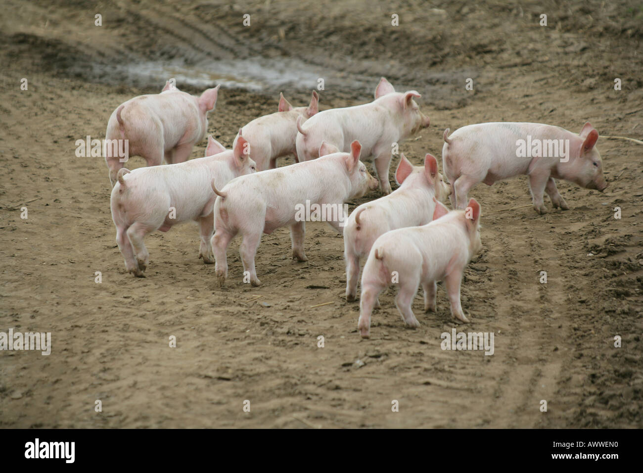 Piglets, Nacton, Suffolk, England, UK Stock Photo - Alamy