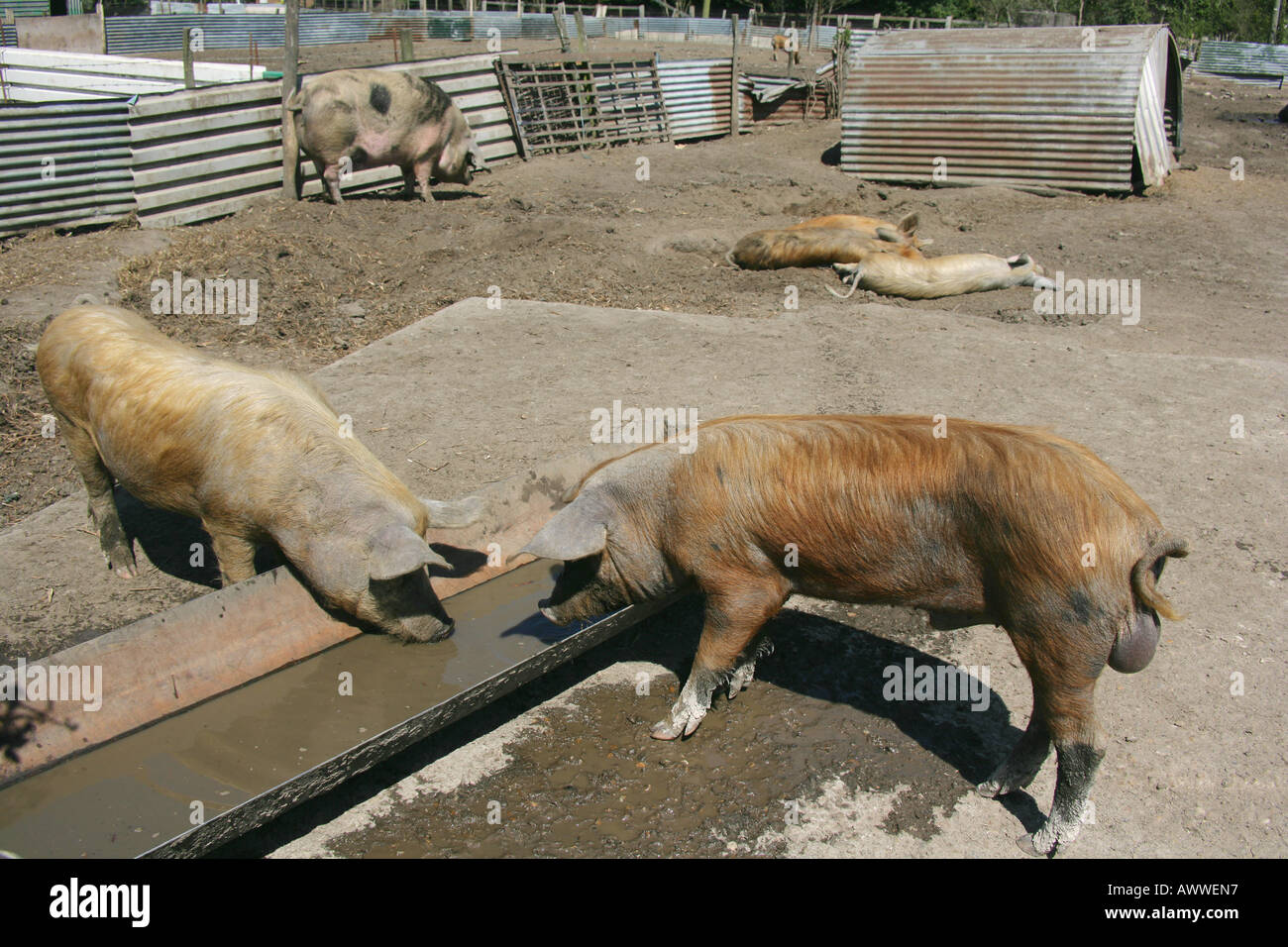 Rearing pigs uk hi-res stock photography and images - Alamy