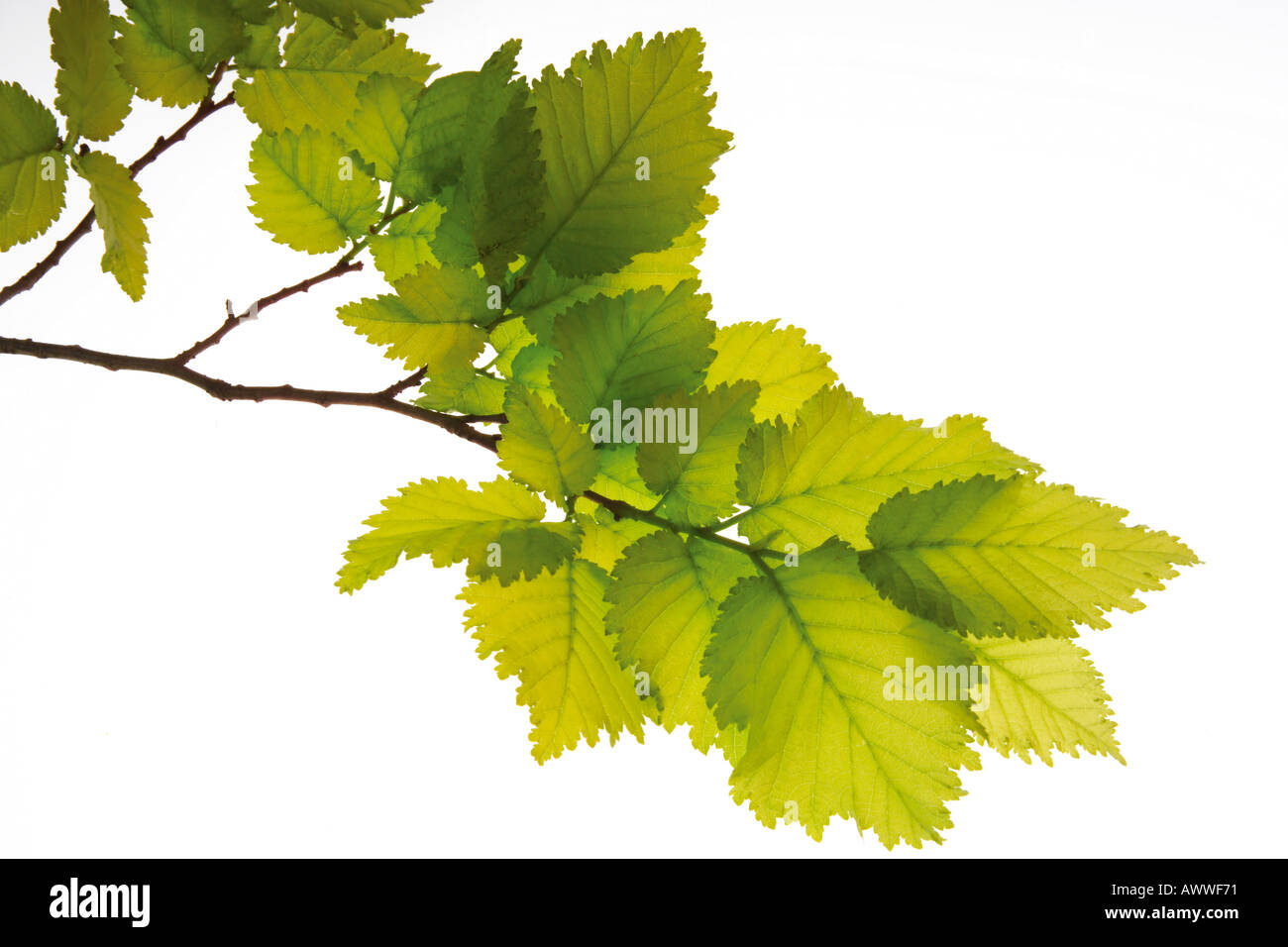 Young elm trees hi-res stock photography and images - Alamy