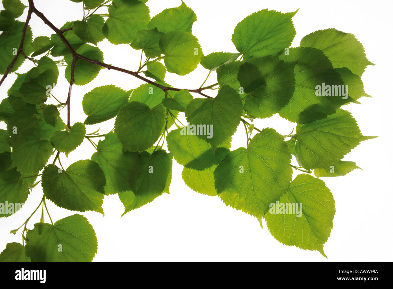 Lime tree leaves hi-res stock photography and images - Alamy