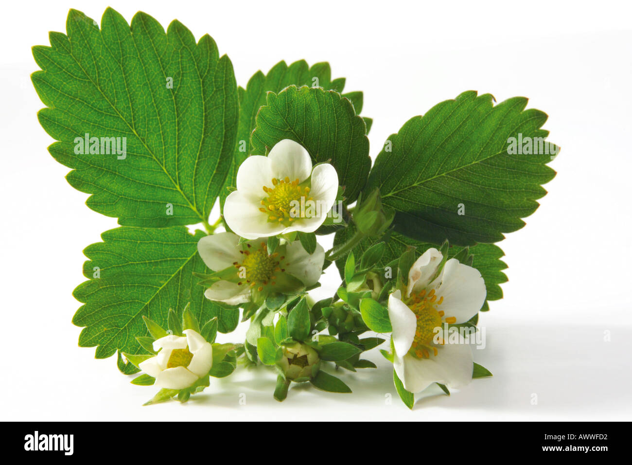 Strawberry flower buds hi-res stock photography and images - Alamy