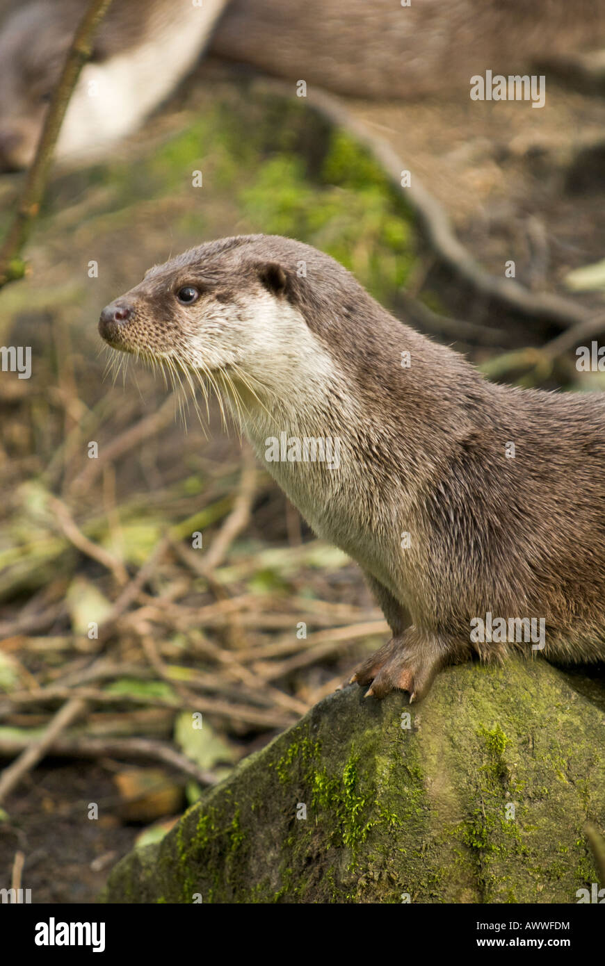 Otter, Lutra lutra Stock Photo - Alamy
