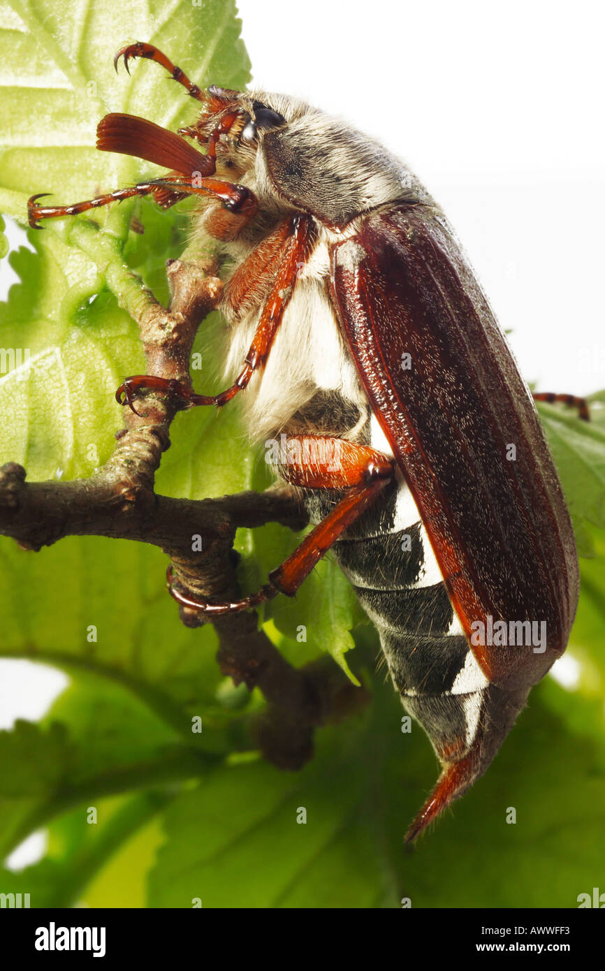 Cockchafer beetle (Melolontha melolontha) on leaves, close-up Stock ...
