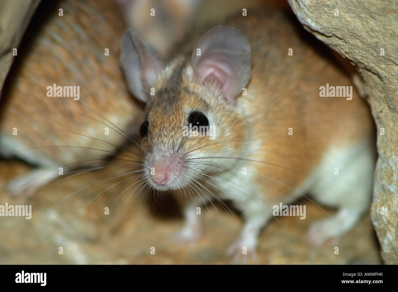 Arabian Spiny Mouse( Acomys dimidiatus) foraging for food Stock Photo ...