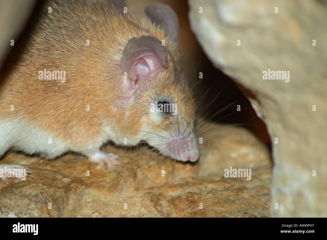 Arabian Spiny Mouse( Acomys dimidiatus) foraging for food Stock Photo ...