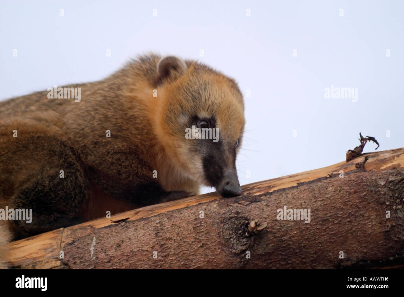 Ring-tail Coati (Nasua nasua) on branch of tree Stock Photo - Alamy