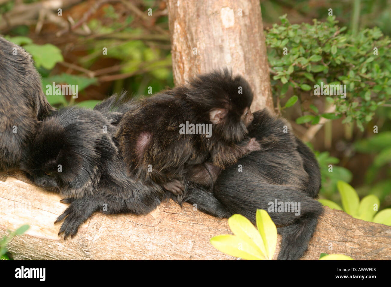 Goeldi's monkey (Callimico goeldii) mother with her baby on her back ...
