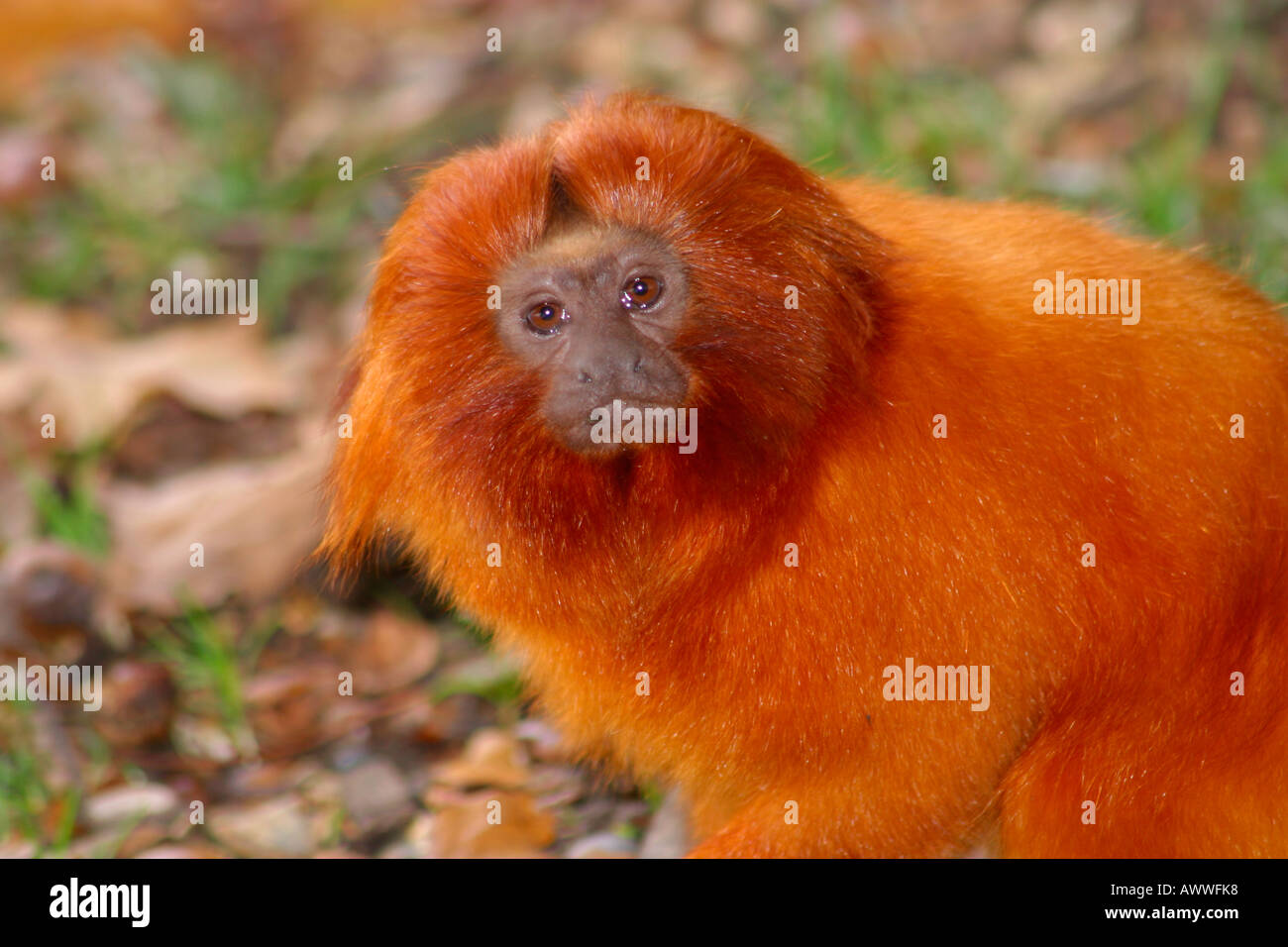 Primate facial look hi-res stock photography and images - Alamy