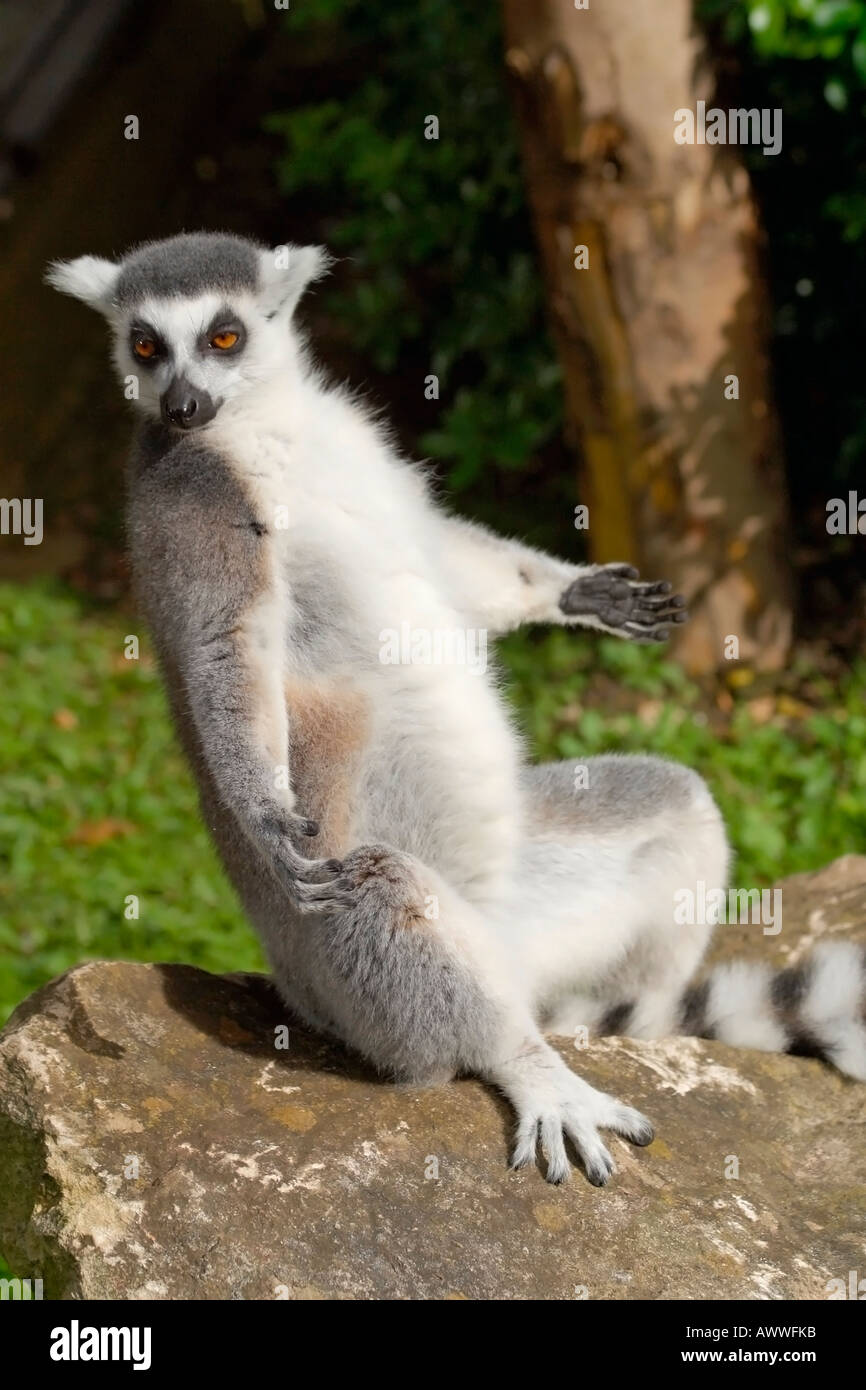 Ringtailed Lemur (Lemur catta) sitting sunbathing on a rock with arms ...