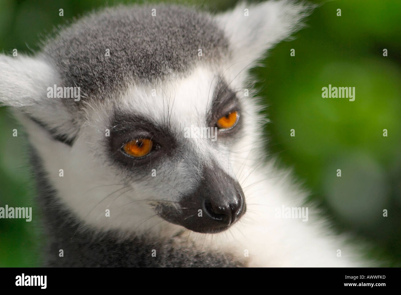 Close up of the face of an adult Ring-tailed Lemur (Lemur catta Stock ...