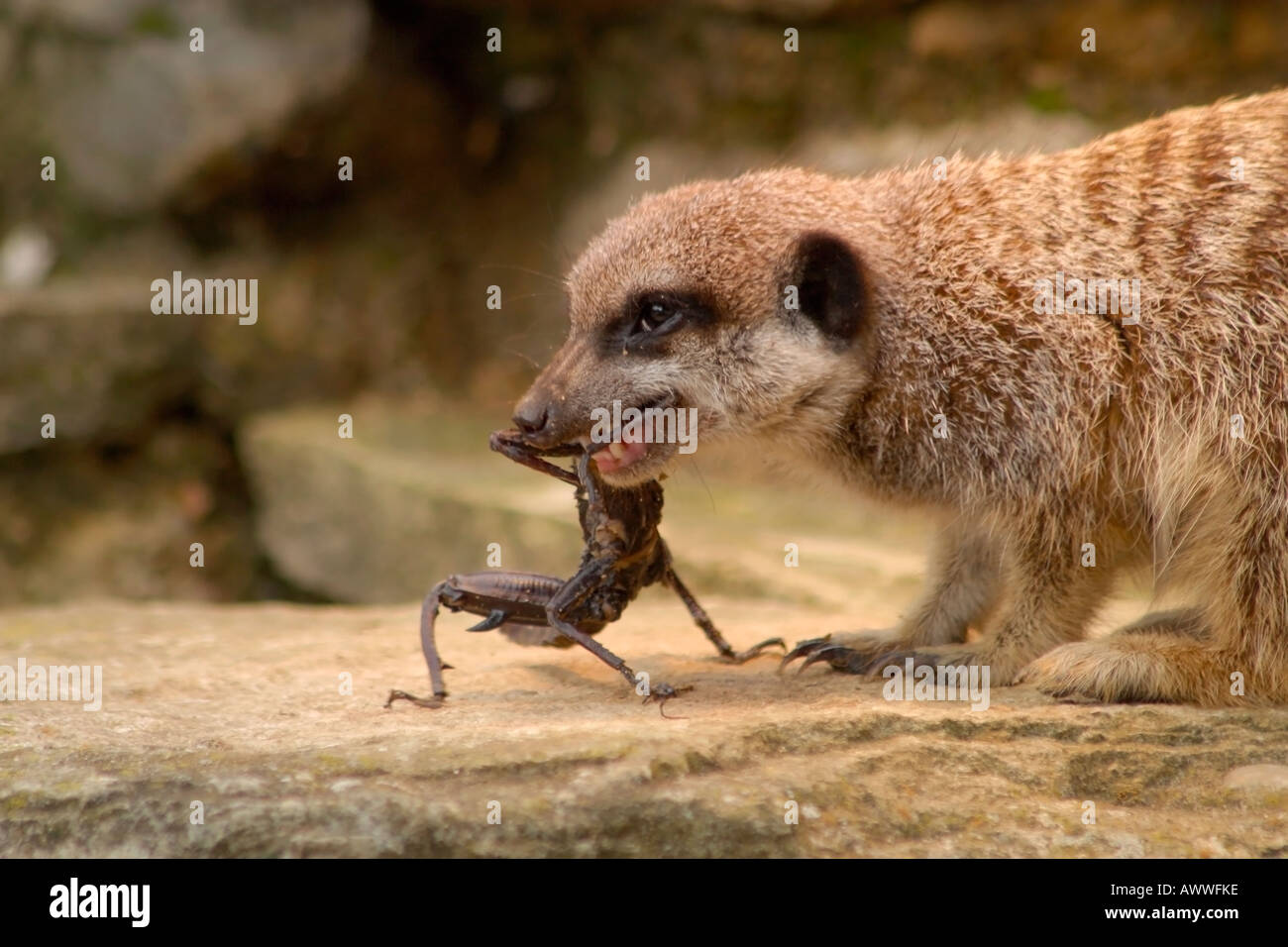 Slender-tailed Meerkat (Suricata suricata) eating scorpion Stock Photo ...