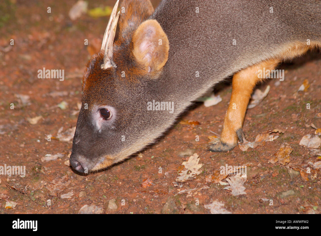 A male Southern Pudu, the world's smallest deer foraging for food Stock ...