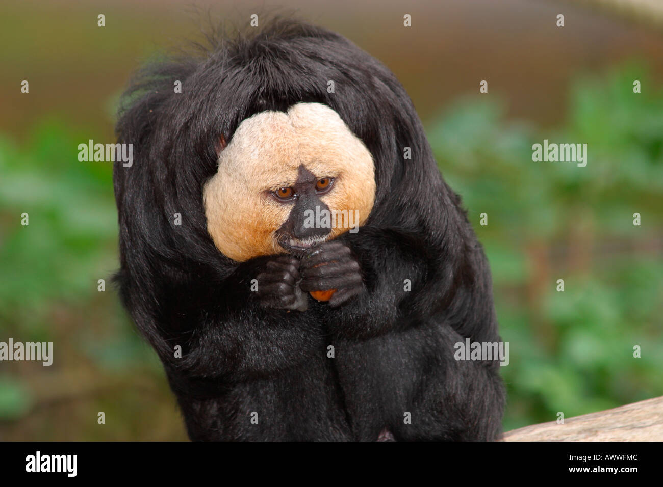 White-faced Saki Monkey (Pithecia pithecia) eating fruit Stock Photo ...