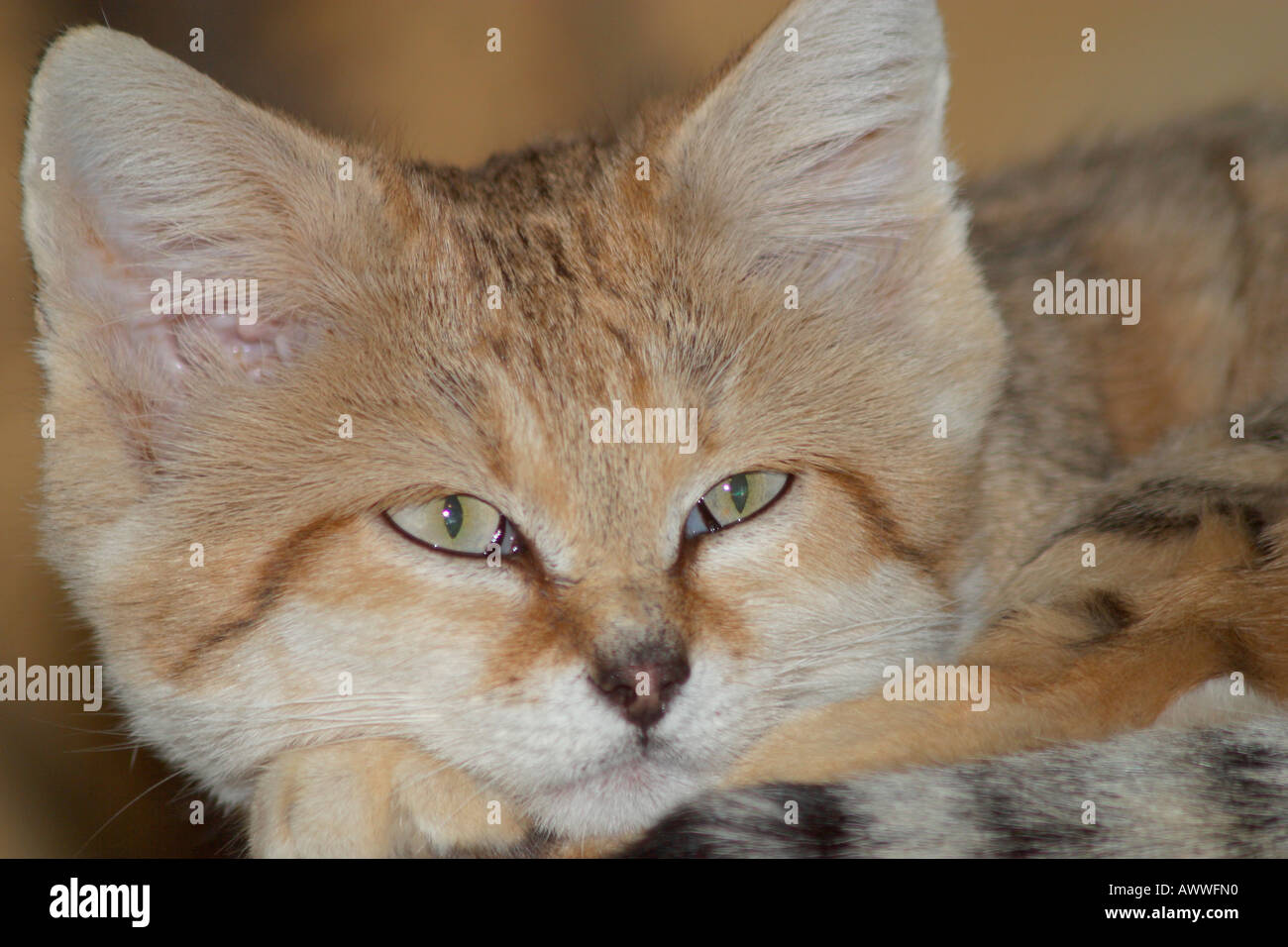 Arabian Sand Cat (Felis margarita) relaxed and lying down Stock Photo ...