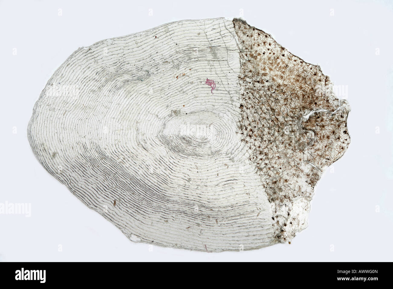 Macro photograph of a single scale from an Atlantic salmon (Salmo salar ...