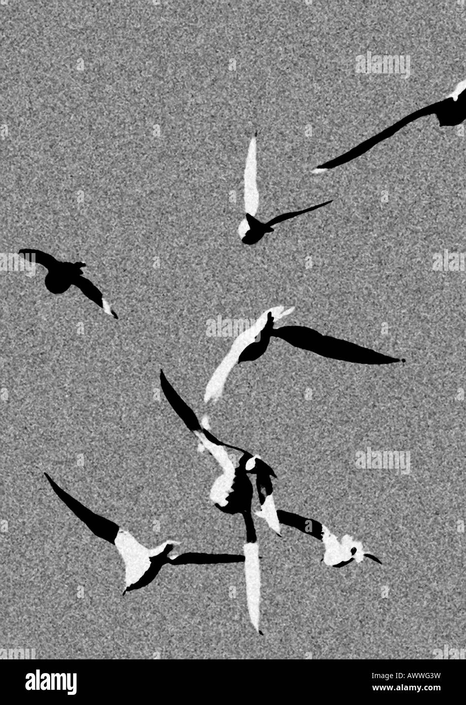 Flying Birds Wallpaper Black And White