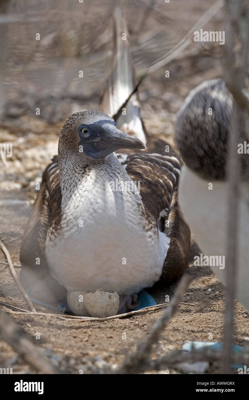 Female Blue footed Booby bird Sula nebouxii Ecuador South America on ...