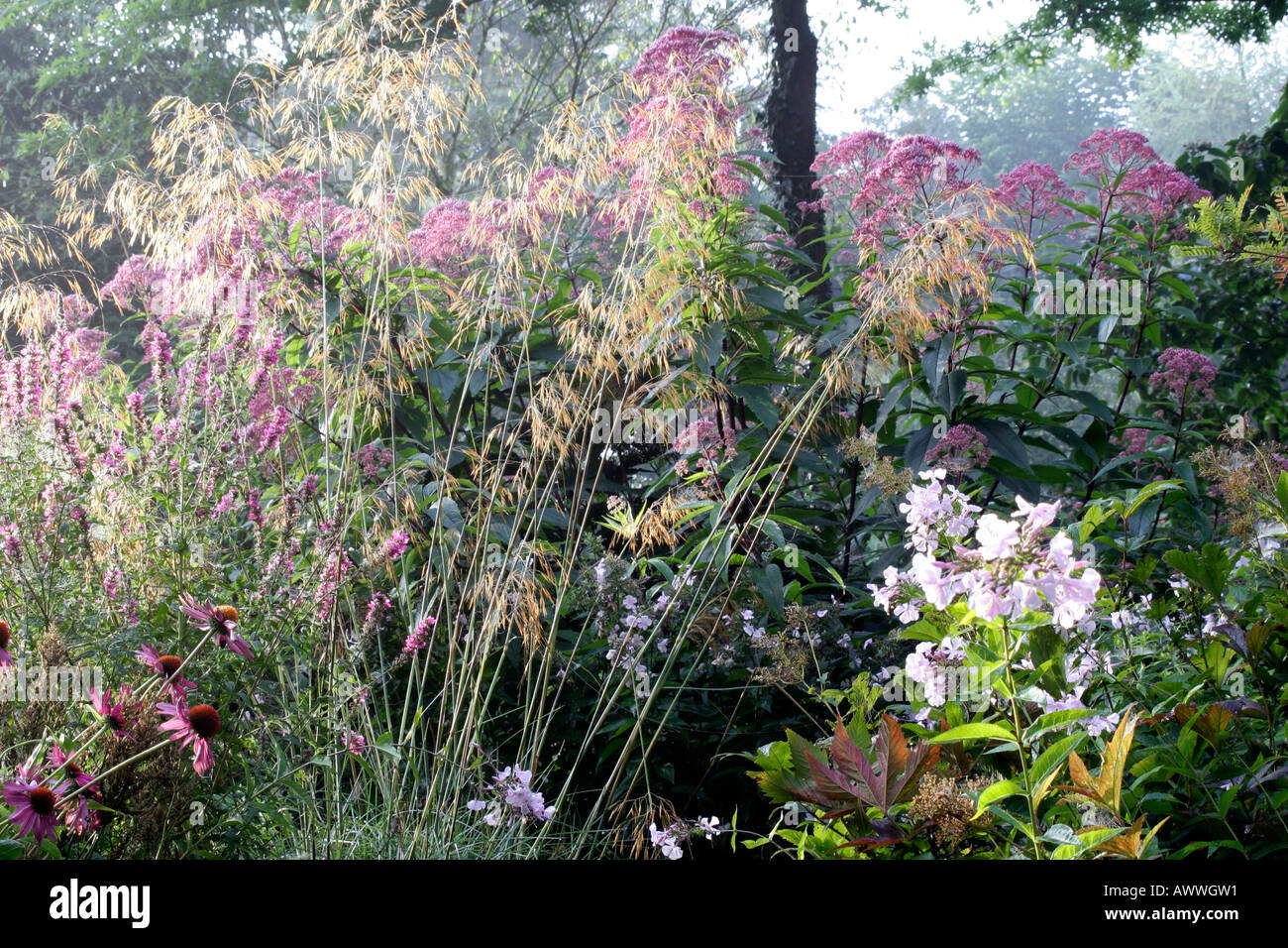 an early August morning in the Pink garden at Holbrook Devon Stock ...