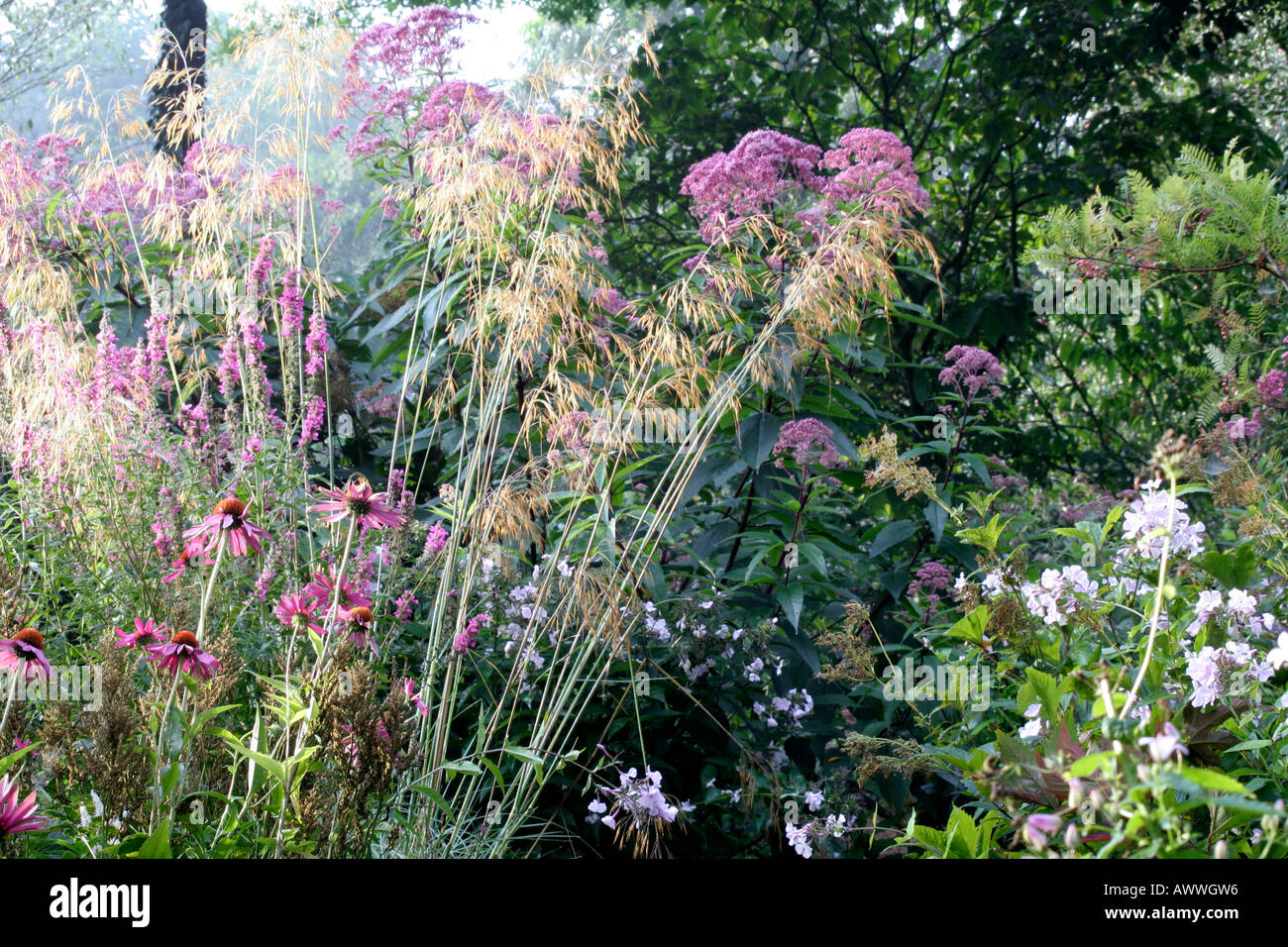 THe Pink Garden at Holbrook Garden Devon with early morning sun ...