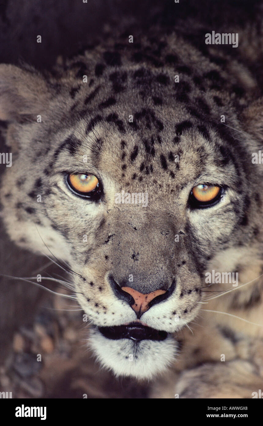 Snow leopard in Central China captive China Stock Photo - Alamy
