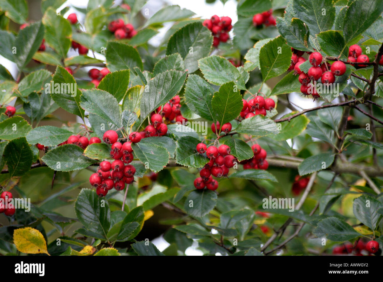 Crataegus persimilis prunifolia hi-res stock photography and images - Alamy