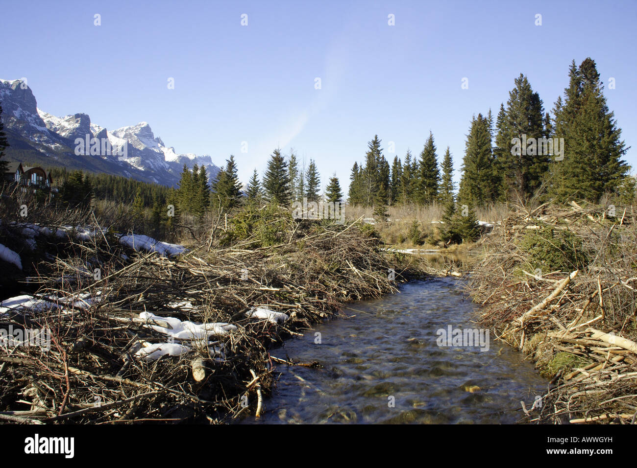 Divided beaver dam in Canmore, Alberta Stock Photo - Alamy