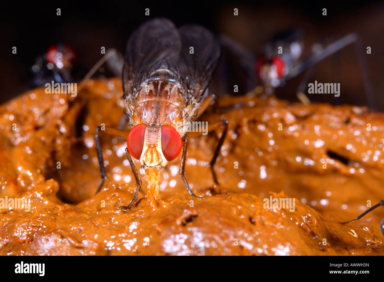 Musca domestica proboscis hi-res stock photography and images - Alamy