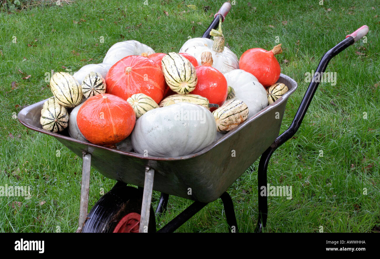 The winter squash harvest Delicata striped cream green Uchiki Kiwi ...