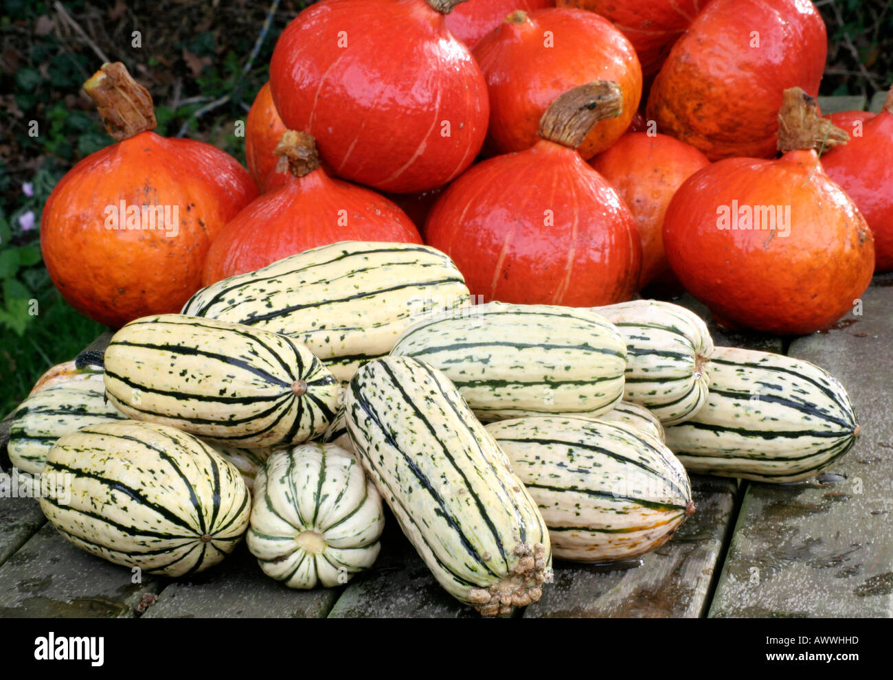 Striped kiwi hi-res stock photography and images - Alamy