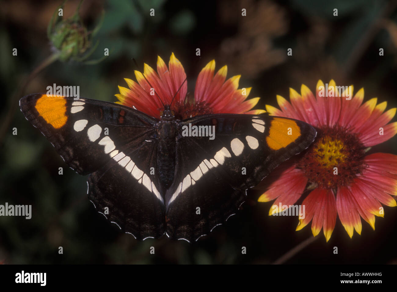 California Sister Butterfly, Adelpha bredowii, on Gallardia flowers ...