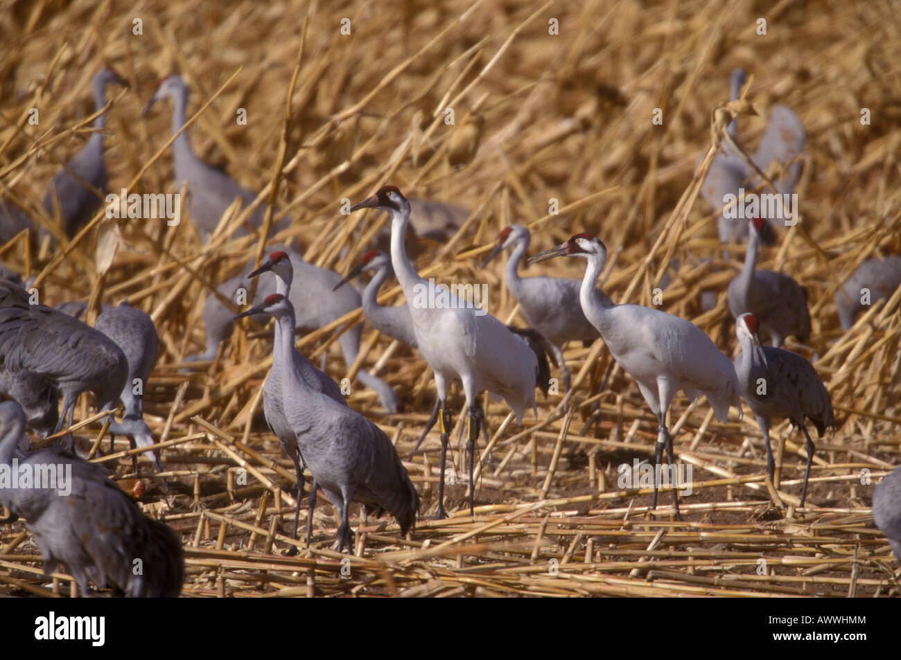 Whooping Crane pair, Grus americana, with Sandhill Cranes, Grus ...
