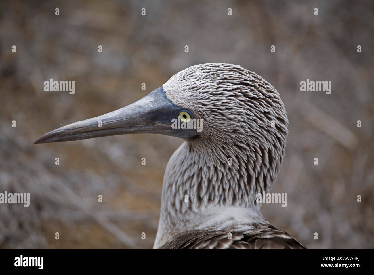 Blue footed Booby bird (Sula nebouxii) head closeup. La Plata Island ...