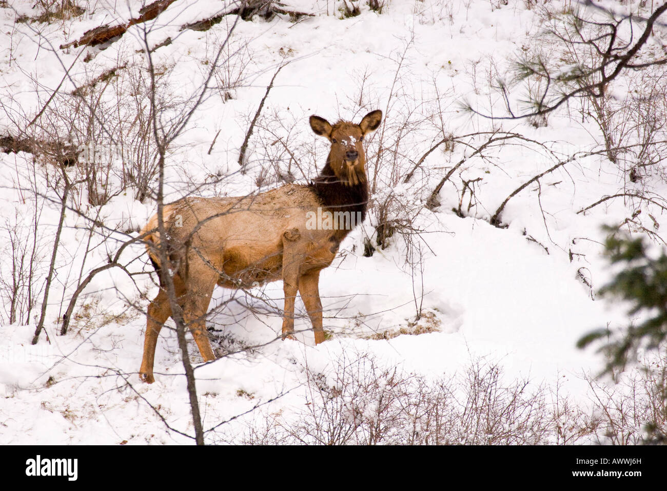 Elk herd in fresh snow on Battle Mountain Blue mountain range Oregon ...