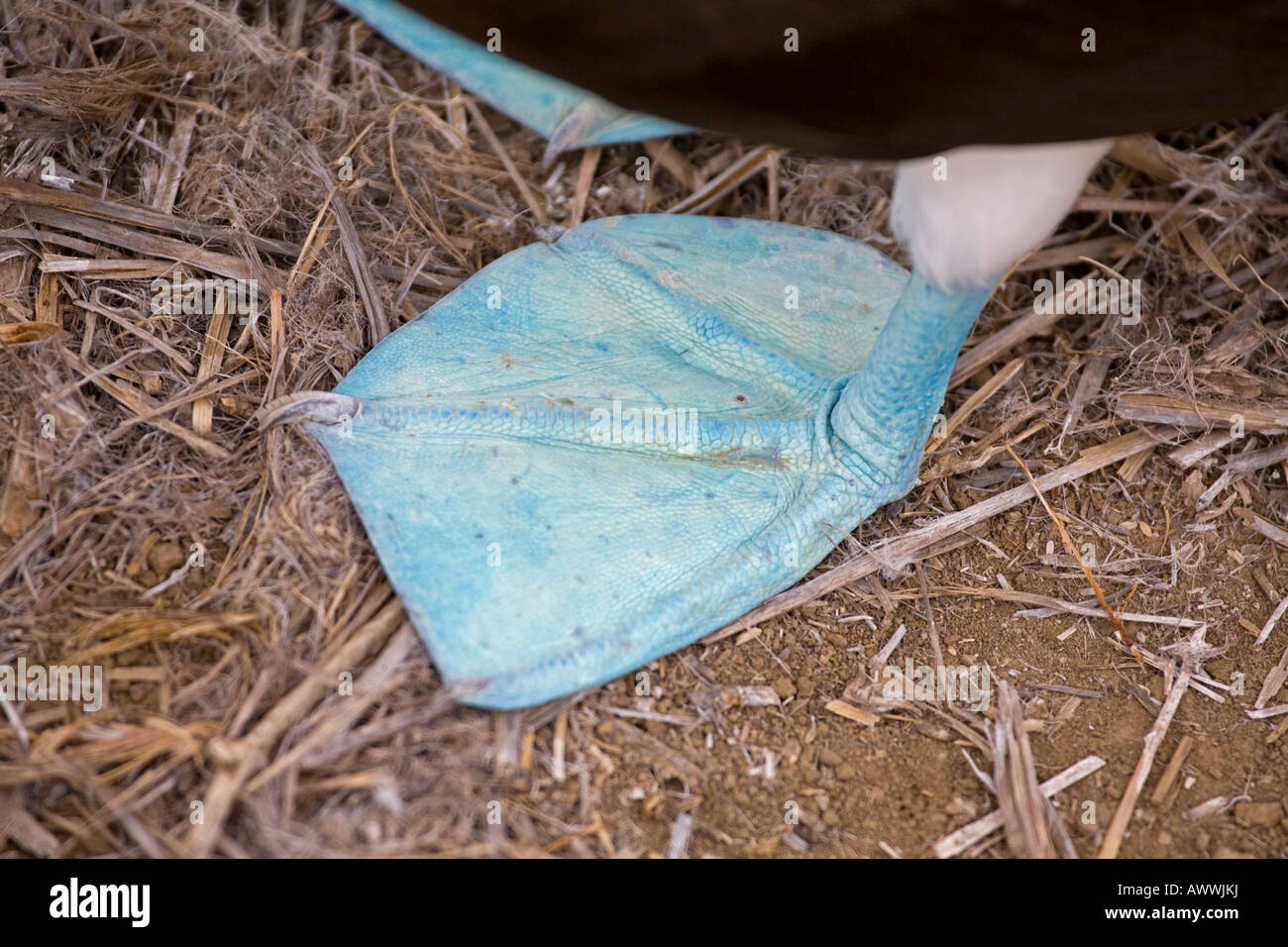 Plume bleue High Resolution Stock Photography and Images - Alamy
