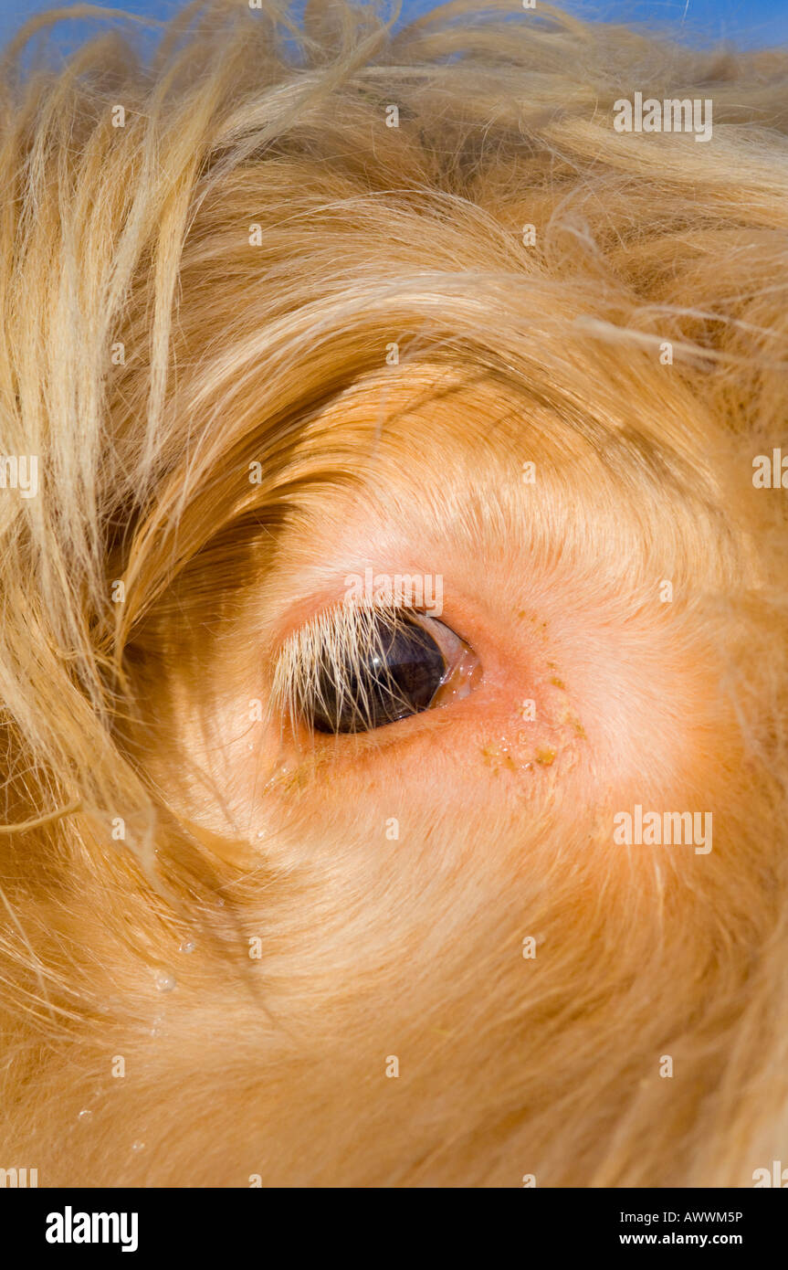 Close up of the eye of a Highland cow, on the Isle of Skye, Scotland ...