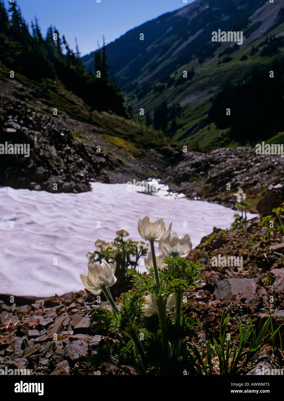Western Pasque Flower (Pulsatilla occidentalis) and melting snow ...