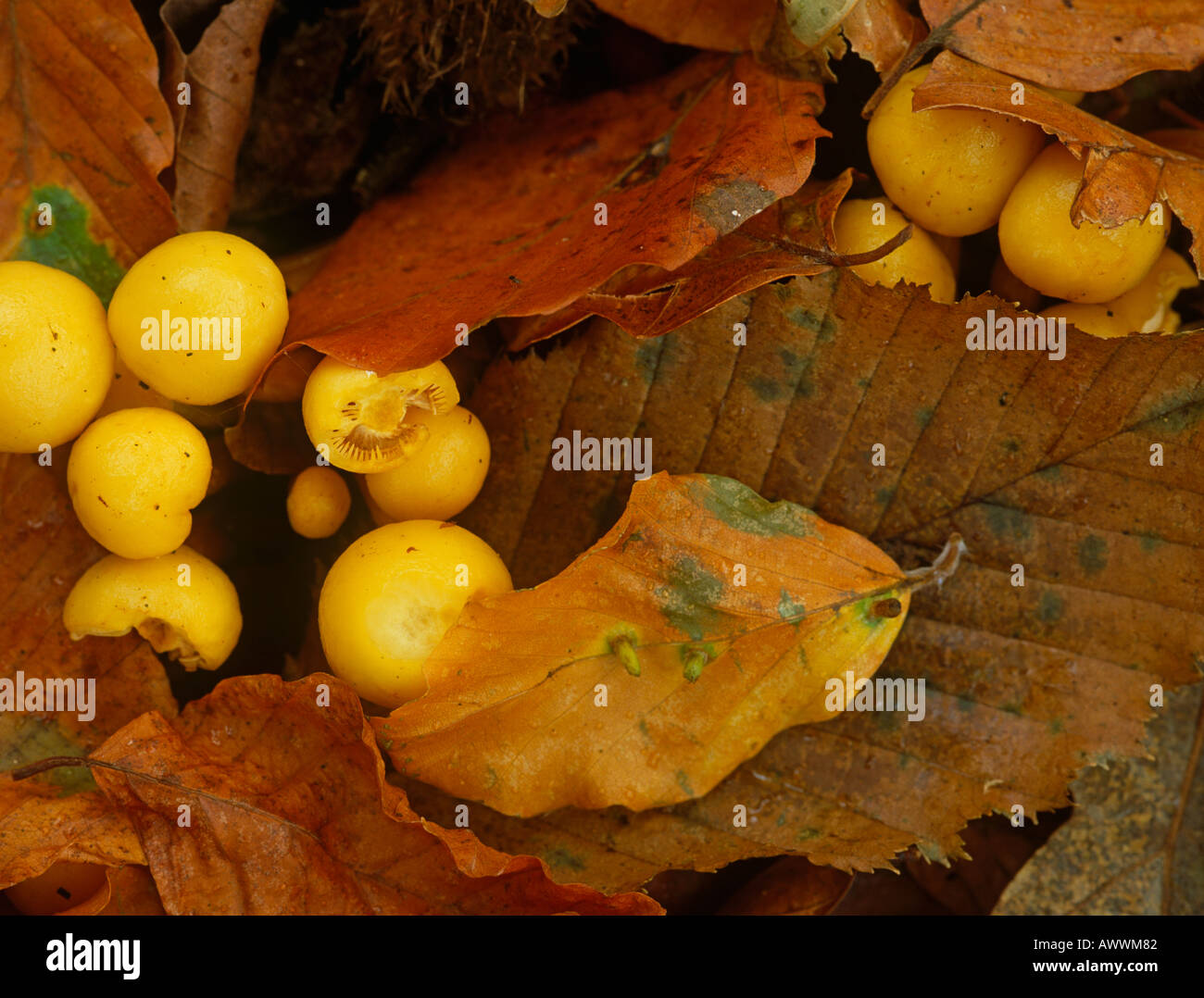 Russula Lutea Fungi amidst beech leaves Epping Forest, London, UK Stock ...