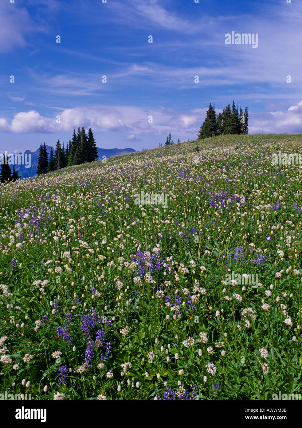 North american wild flowers washington hi-res stock photography and ...
