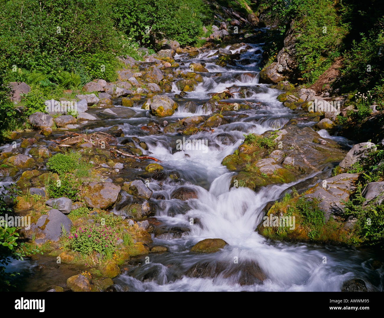 Mountain stream Mt Rainier National Park, Washington, USA Stock Photo ...