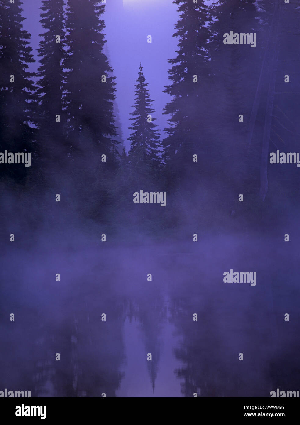 Subalpine Fir (Abies Lasiocarpa) in temperate rainforest Mt Rainier ...