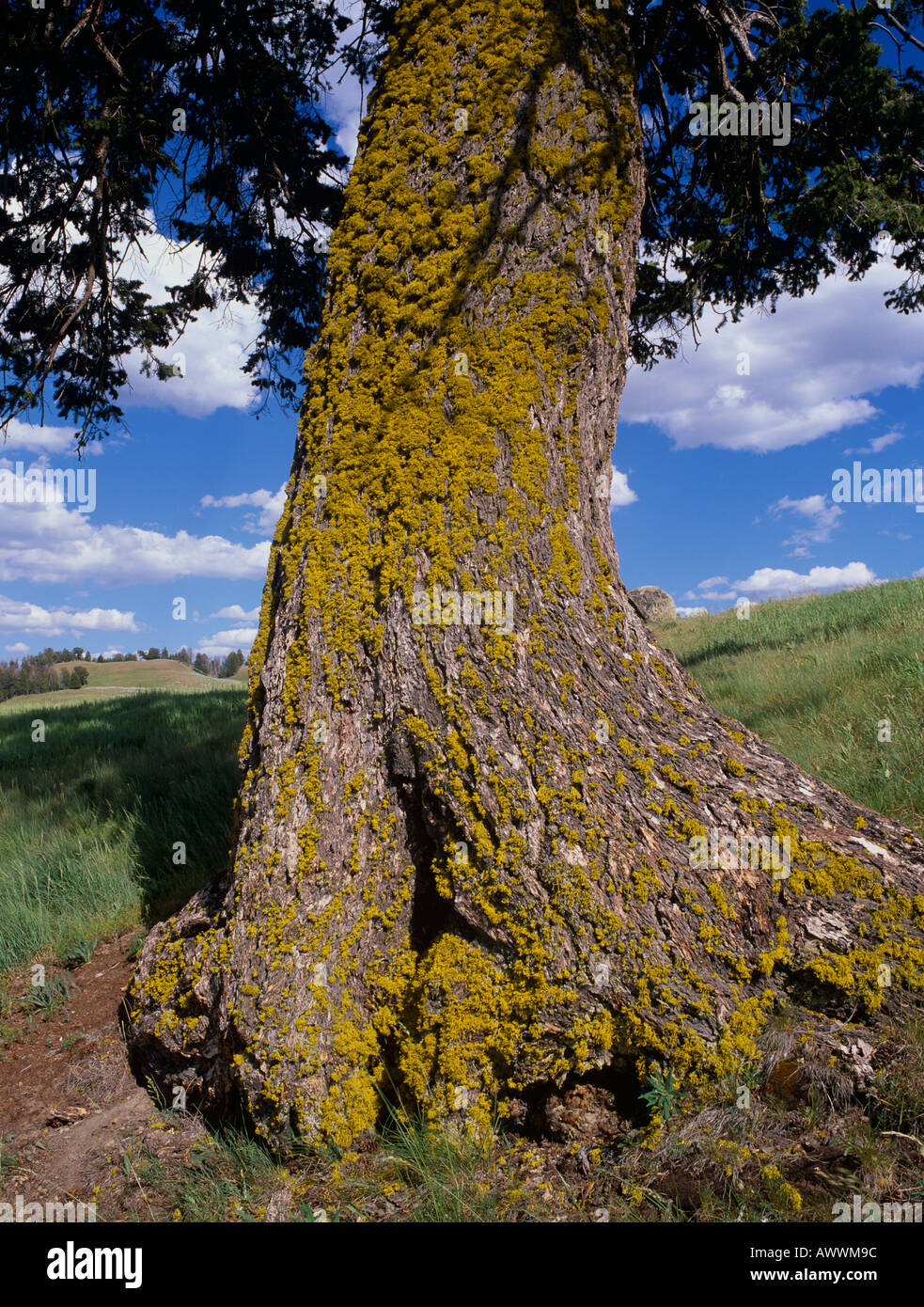 Subalpine fir abies lasiocarpa hi-res stock photography and images - Alamy