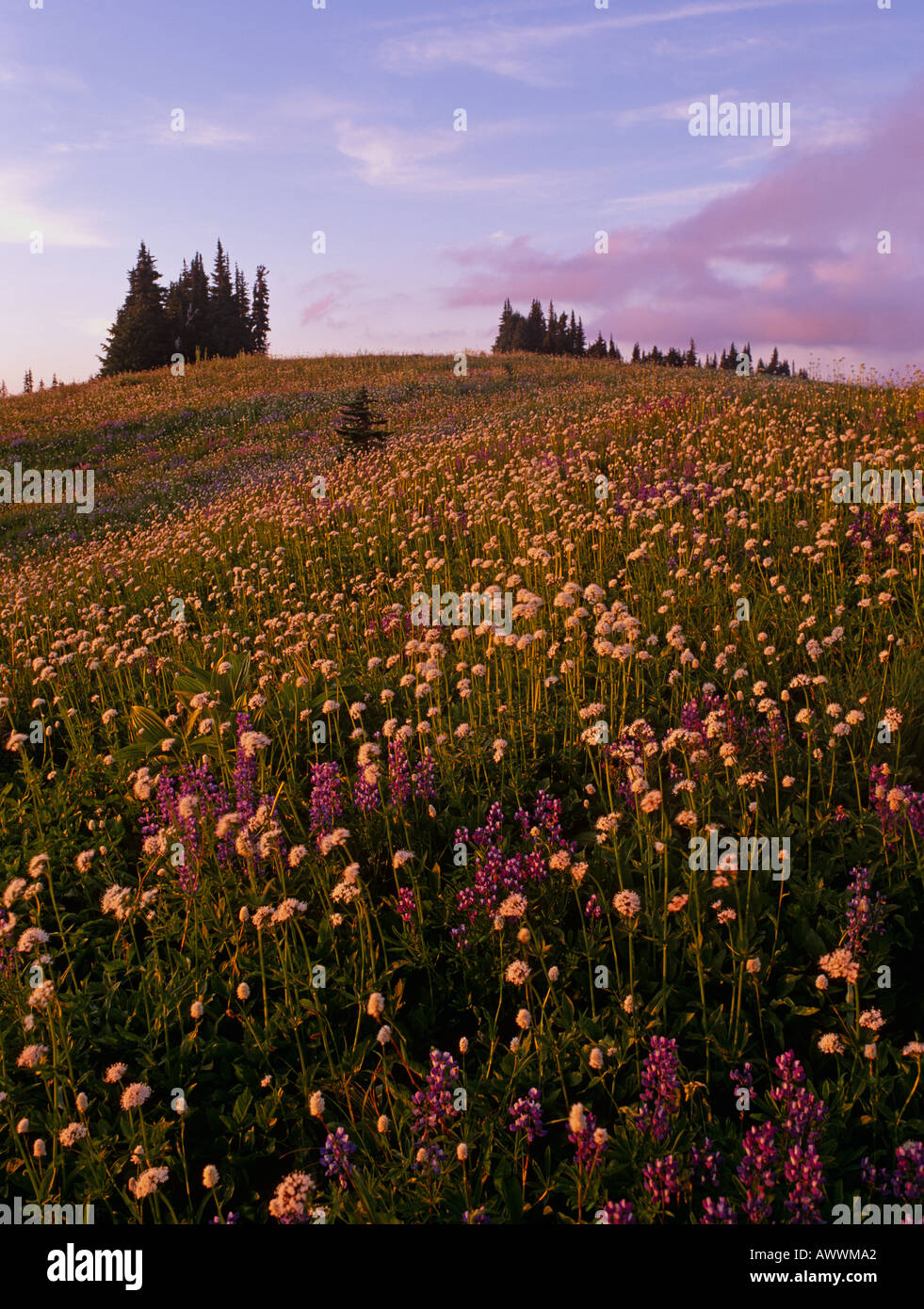 North american wild flowers washington hi-res stock photography and ...