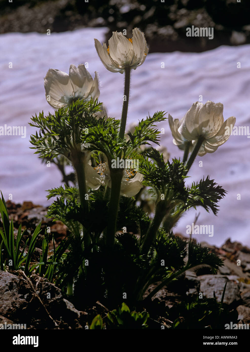 Pasque Flower In Snow