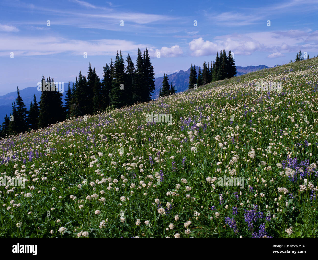 Pink and white columbines hi-res stock photography and images - Alamy