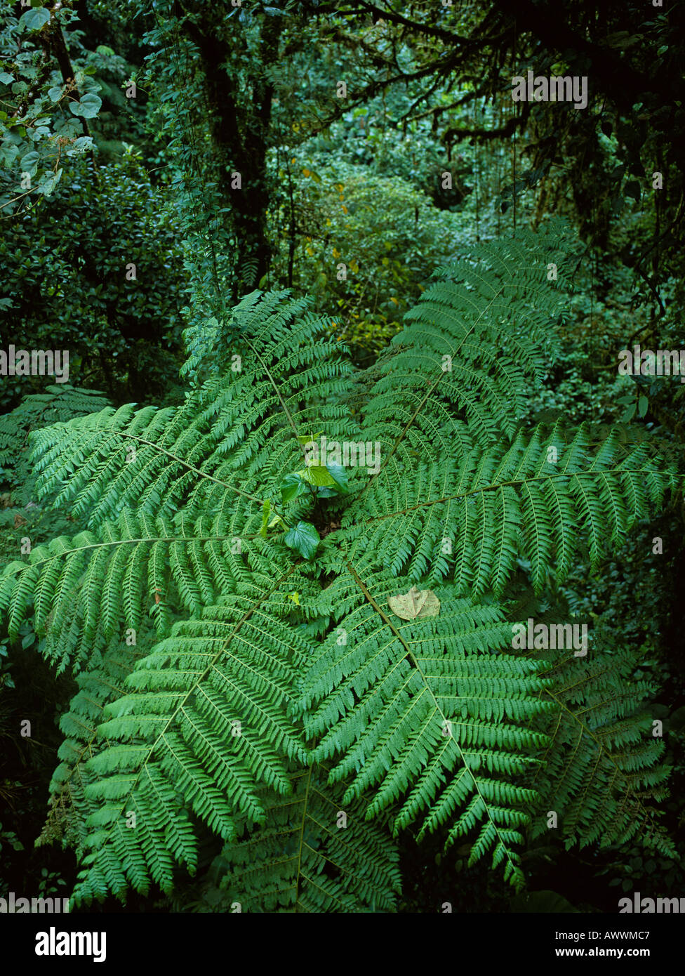 Tree ferns in cloud forest Monteverde Reserve, Costa Rica, Central ...